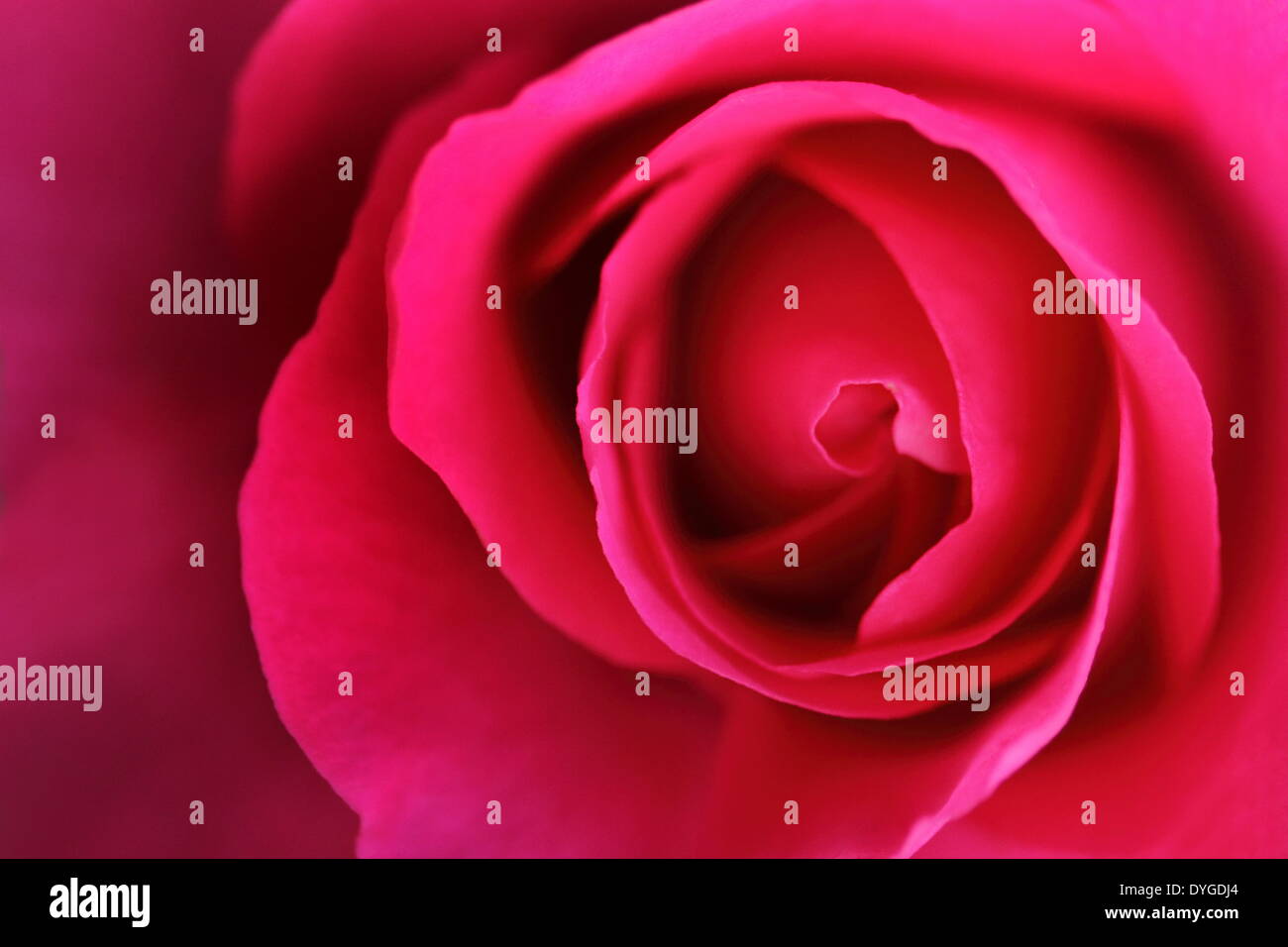 Shocking pink rose hi-res stock photography and images - Alamy