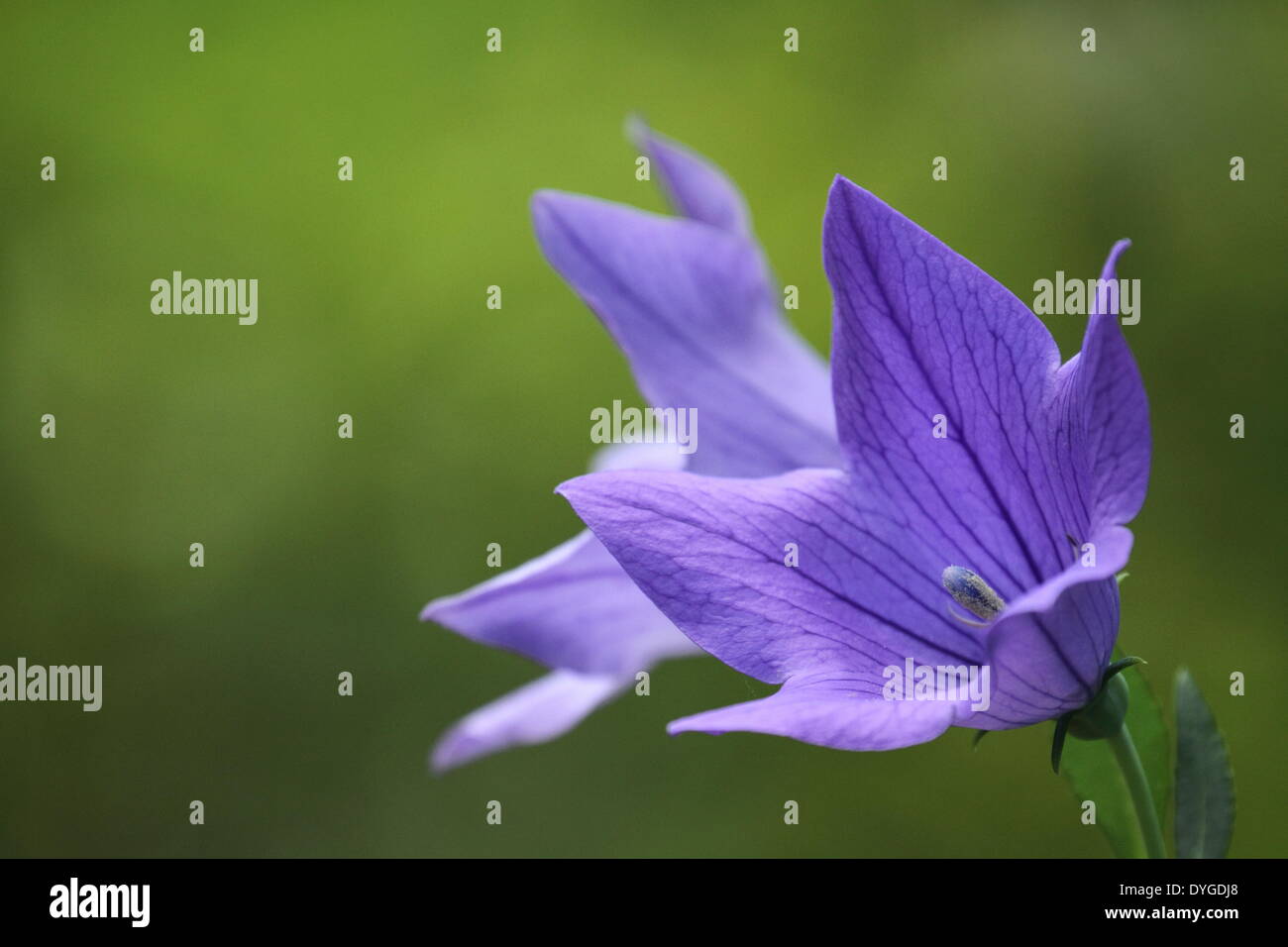 Balloon flower and japan hi-res stock photography and images - Alamy