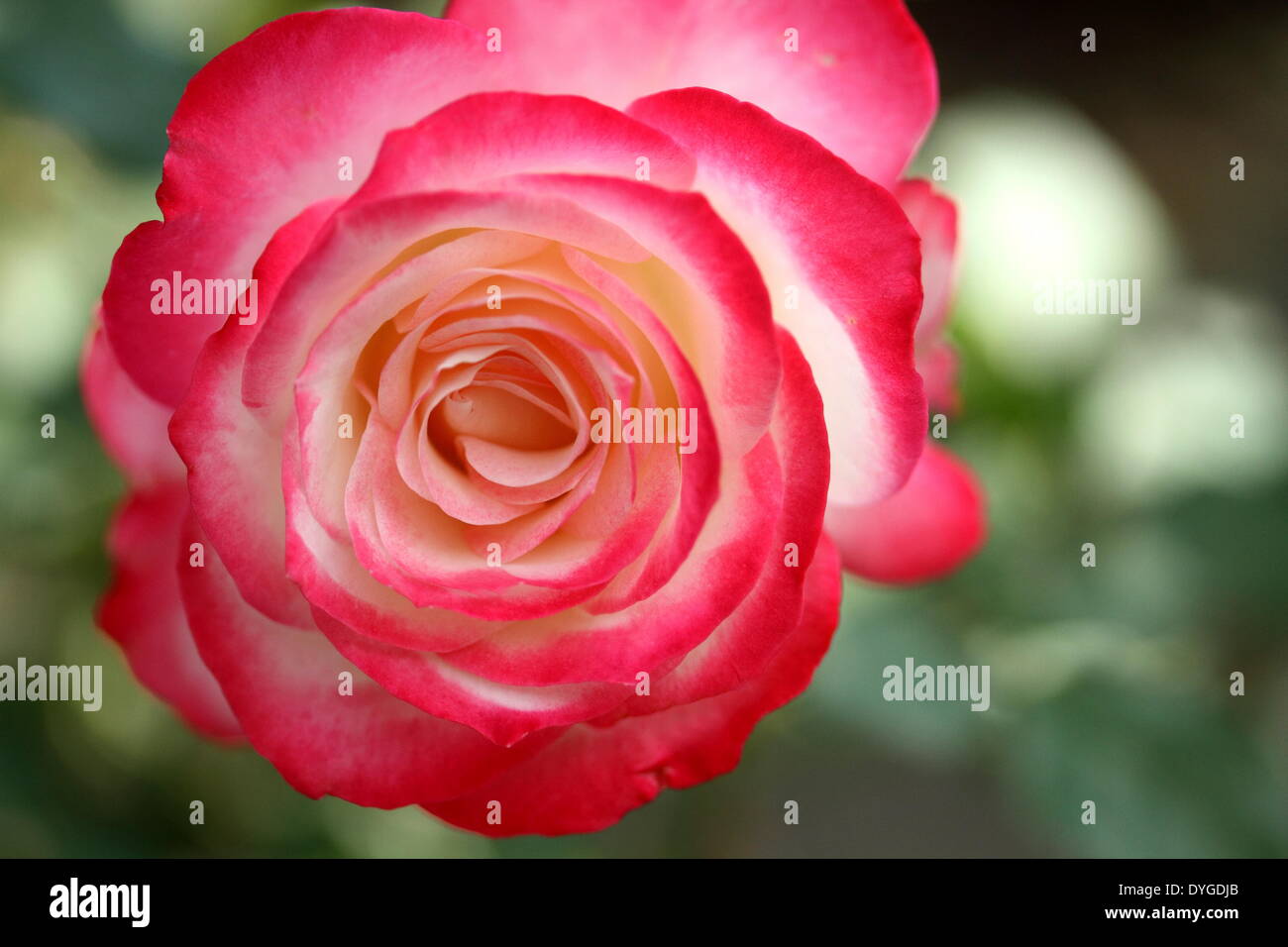 Two tone red rose hi-res stock photography and images - Alamy