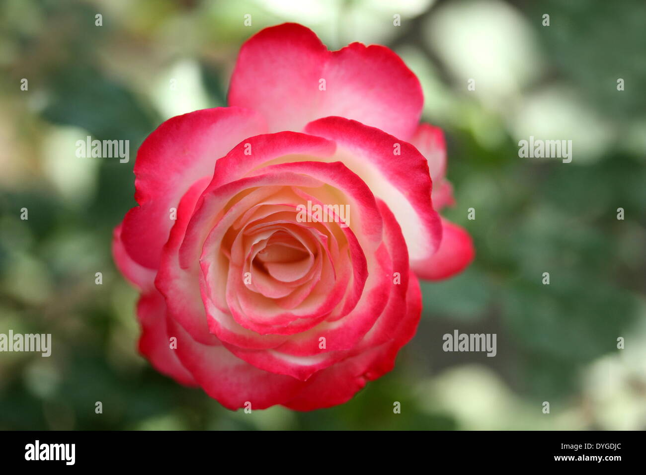 Two tone red rose hi-res stock photography and images - Alamy