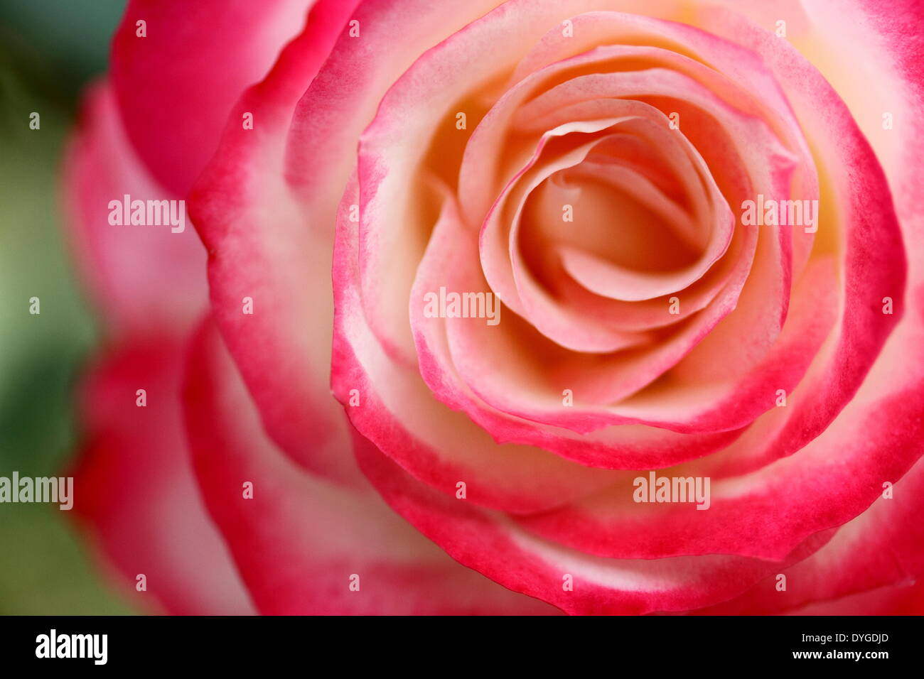 Two tone rose flower hi-res stock photography and images - Alamy