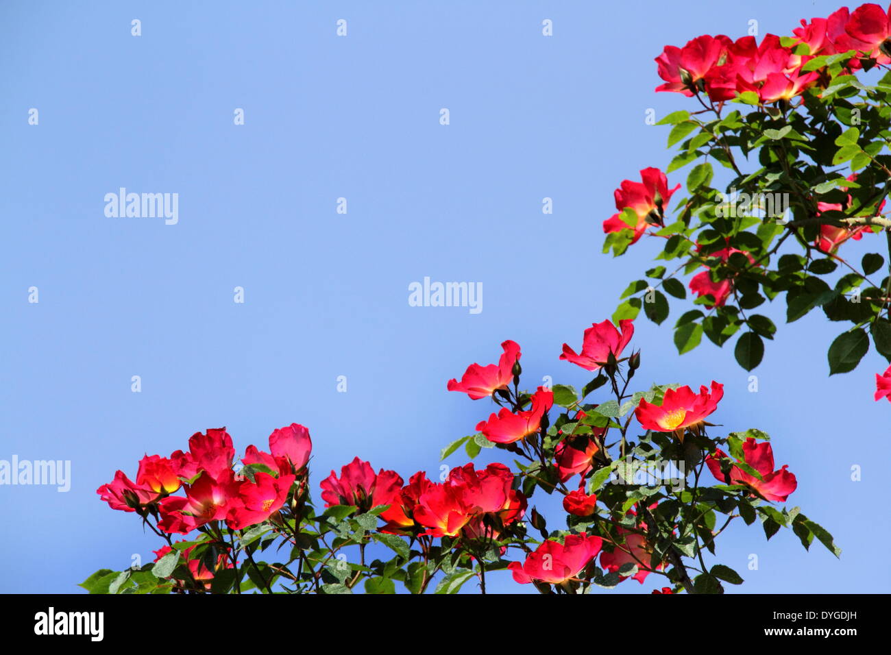 Rose flowers and sky Stock Photo - Alamy