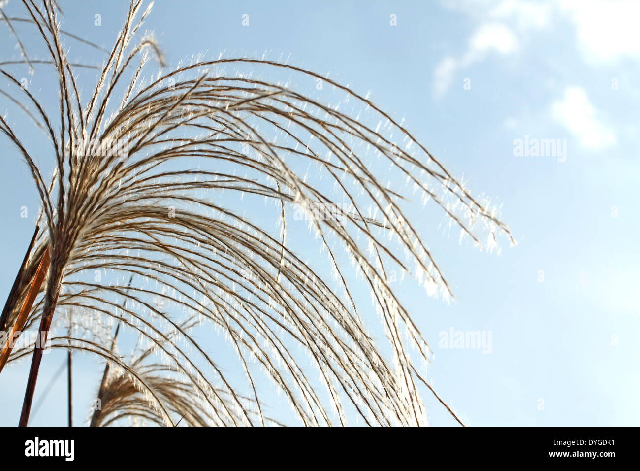 Silver beard grass hi-res stock photography and images - Alamy