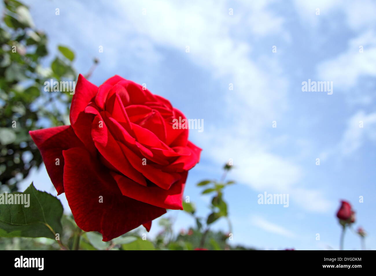 Rose flower and sky Stock Photo - Alamy