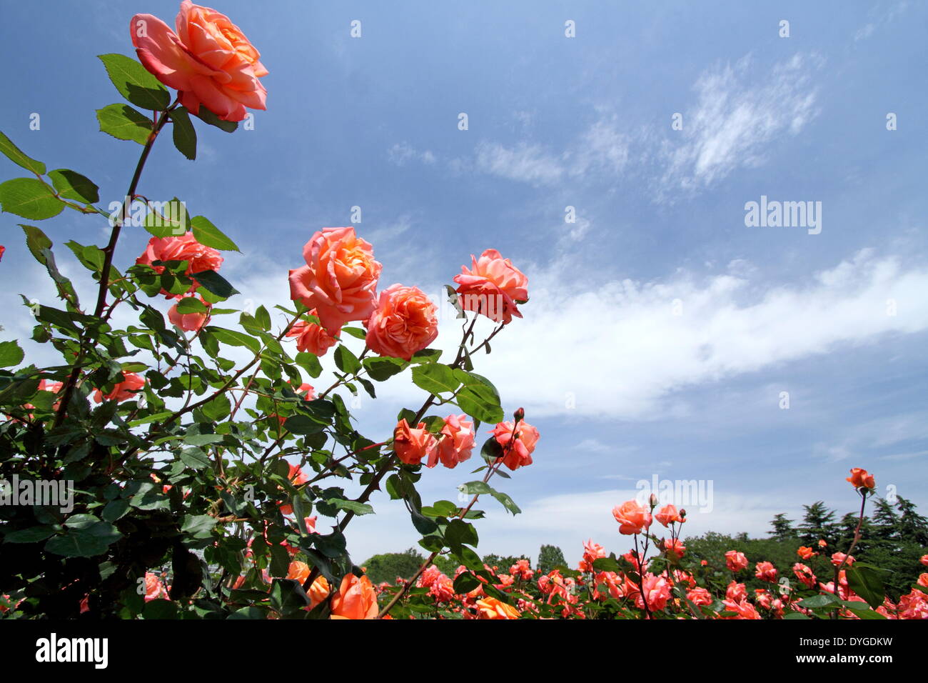 Rose flowers and sky Stock Photo - Alamy
