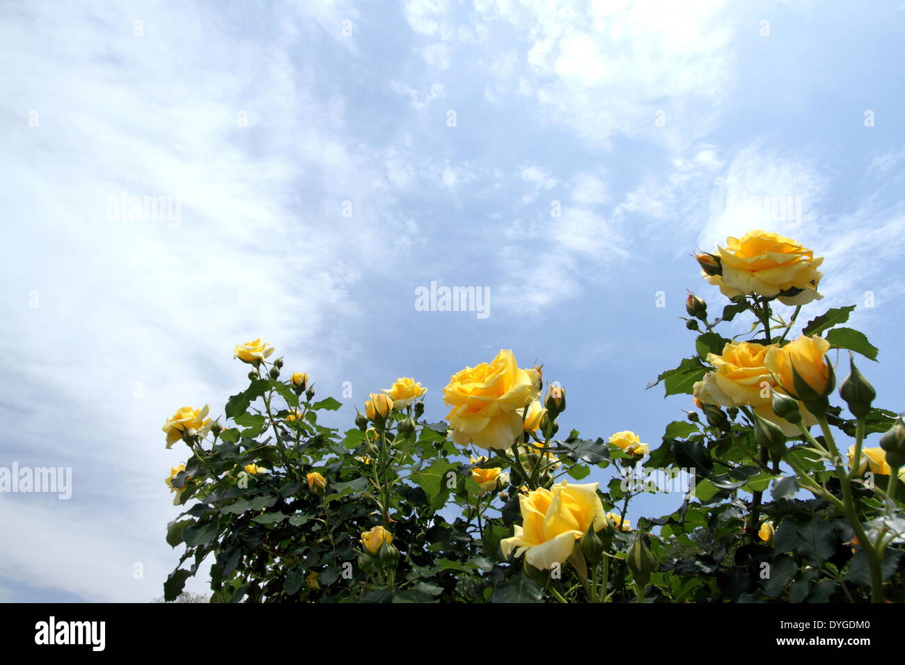 Rose flowers and sky Stock Photo - Alamy