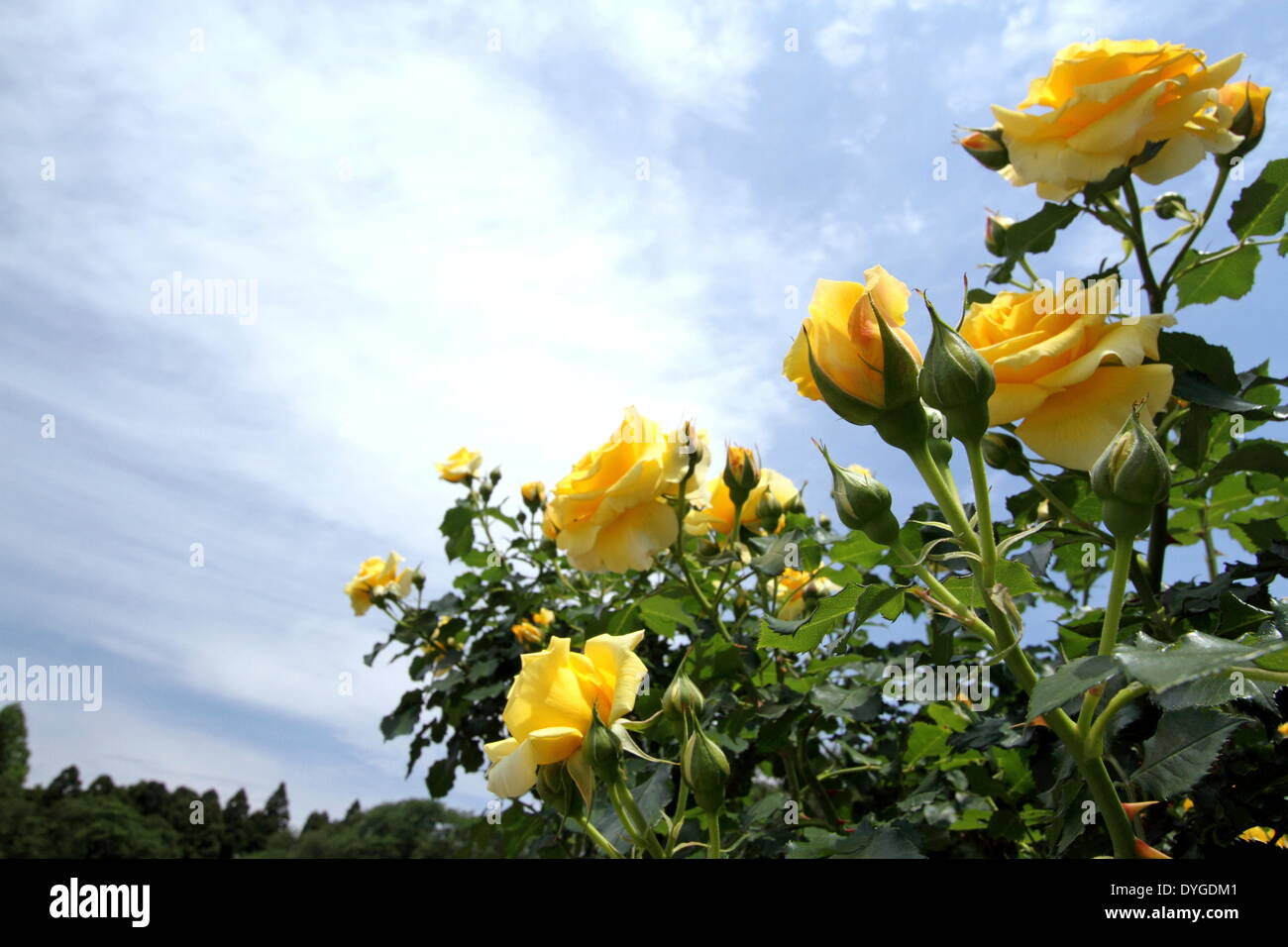Rose grove hi-res stock photography and images - Alamy