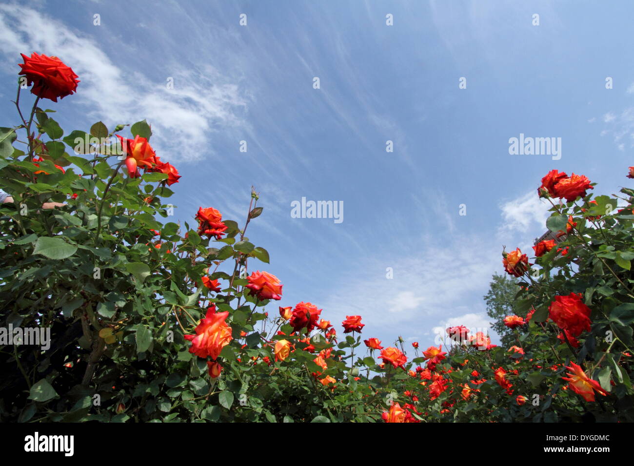 Rose flowers and sky Stock Photo - Alamy