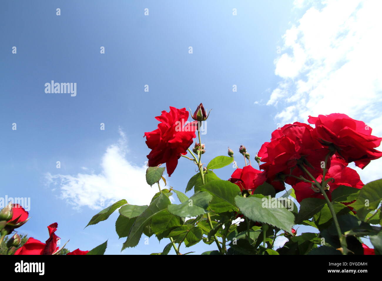 Rose flowers and sky Stock Photo - Alamy