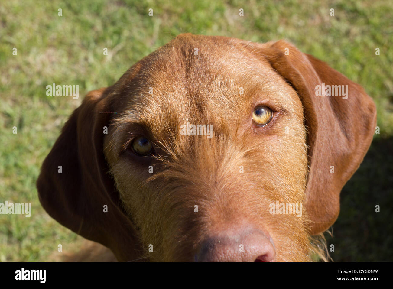 Male Hungarian vizsla, portrait with a background of grass Stock Photo ...