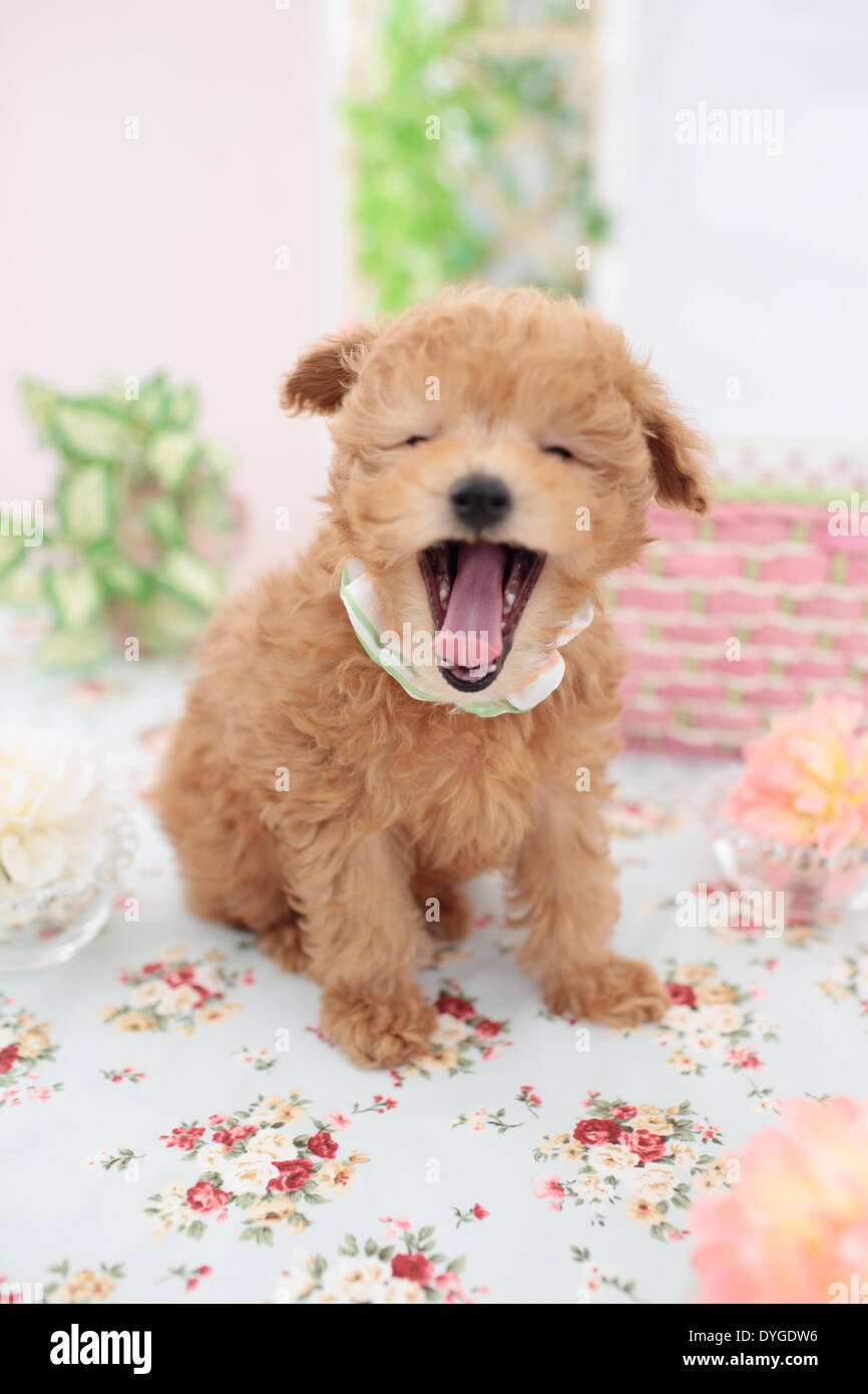 Animal yawn flower hi-res stock photography and images - Alamy