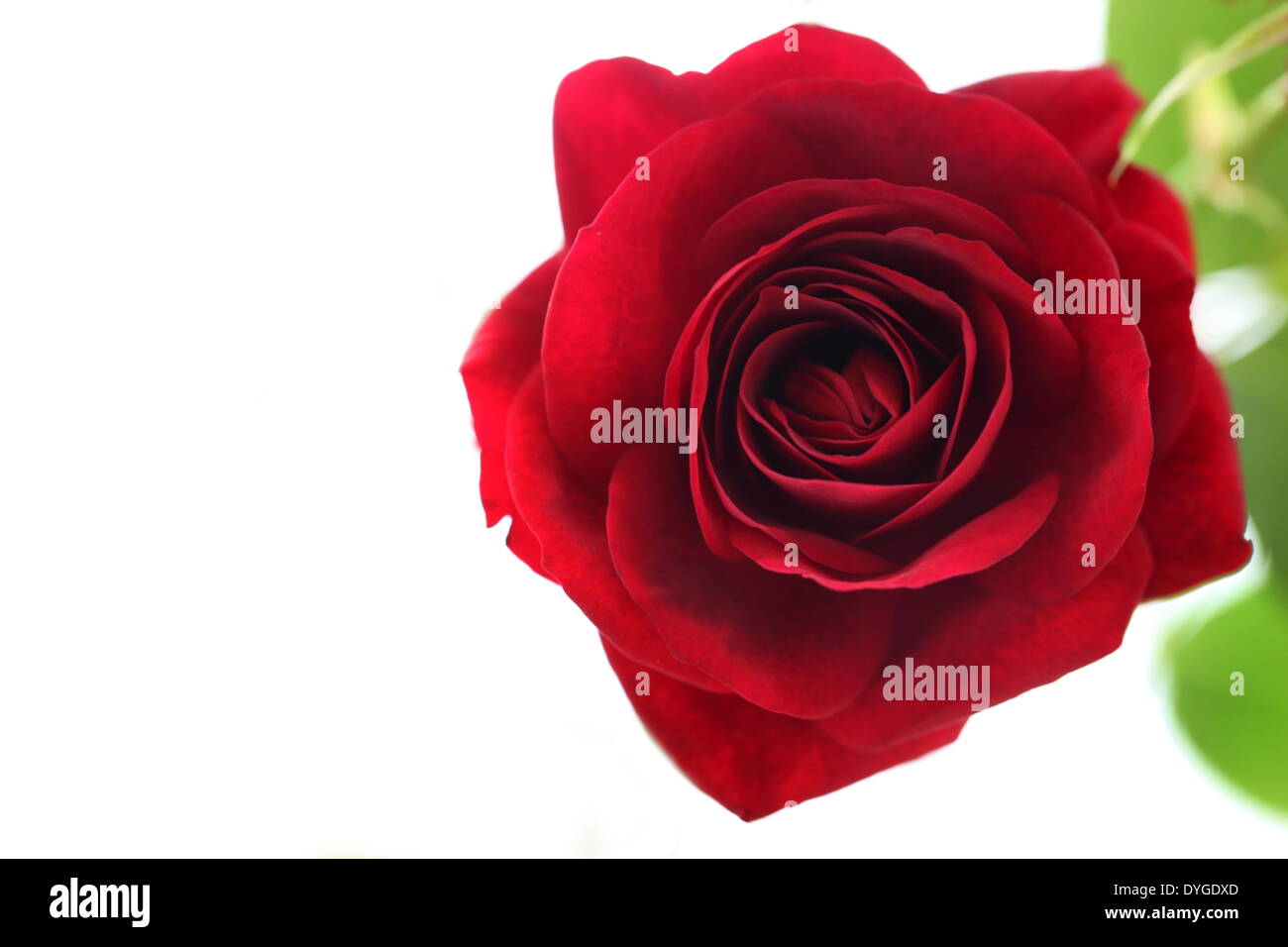 Deep crimson rose flower hi-res stock photography and images - Alamy