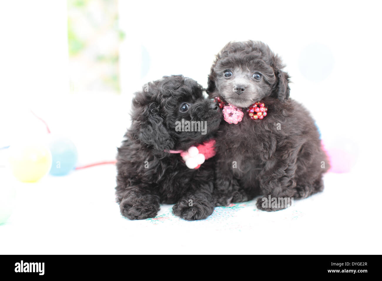 Black poodle Cut Out Stock Images & Pictures - Alamy