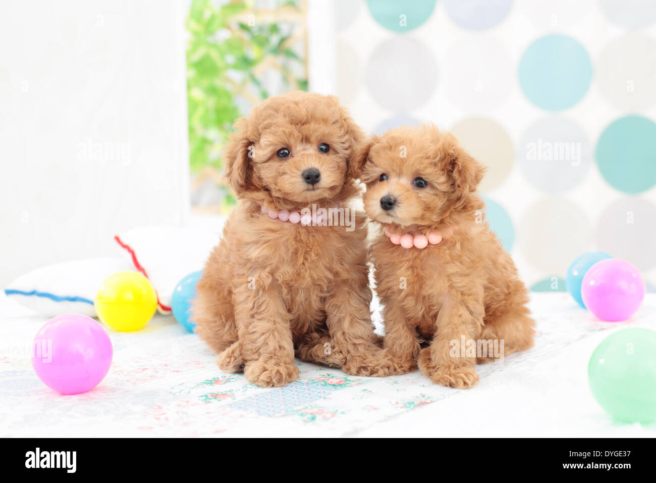 Toy poodle small poodle sit hi-res stock photography and images - Alamy