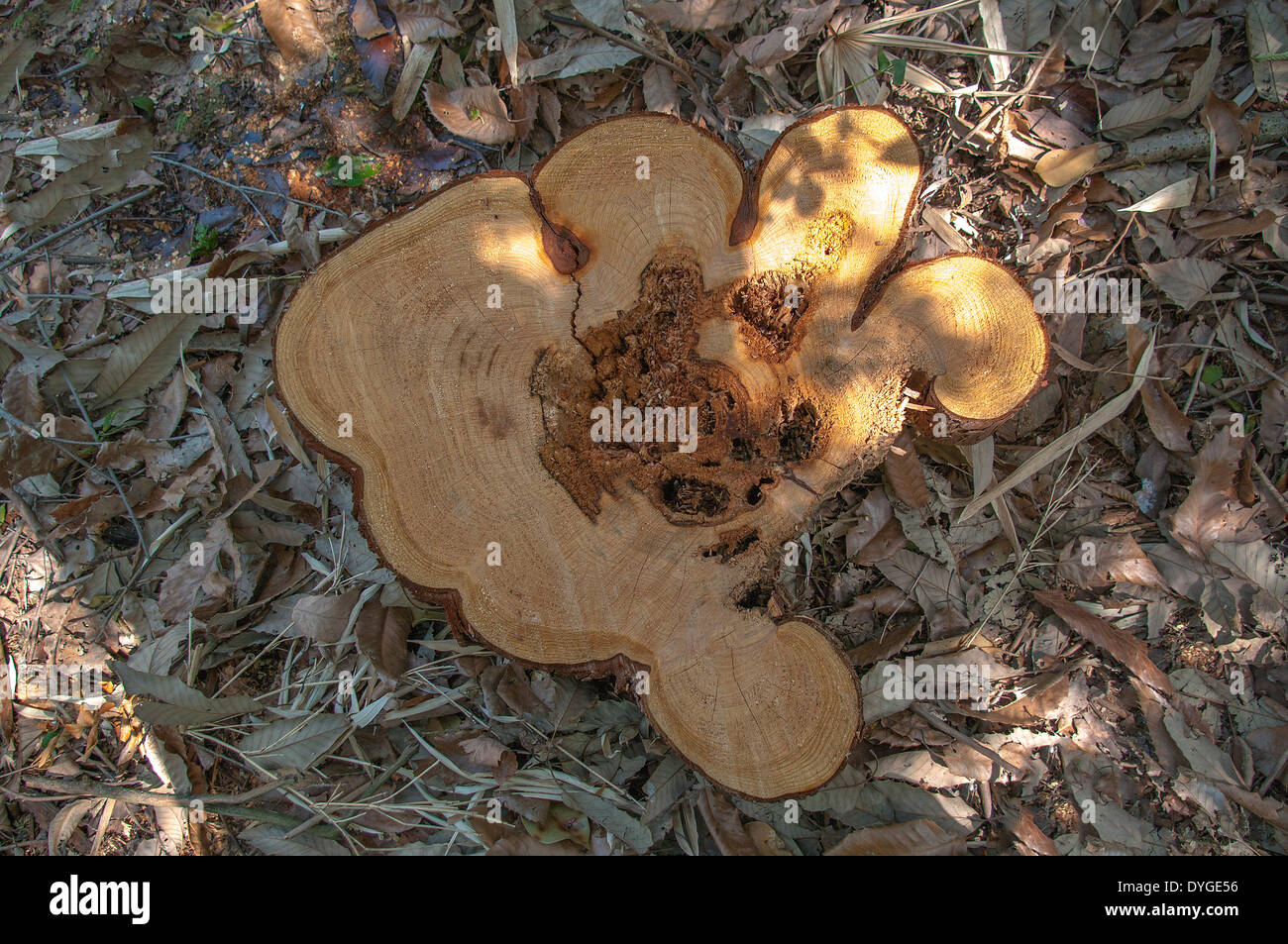 Stub hi-res stock photography and images - Alamy