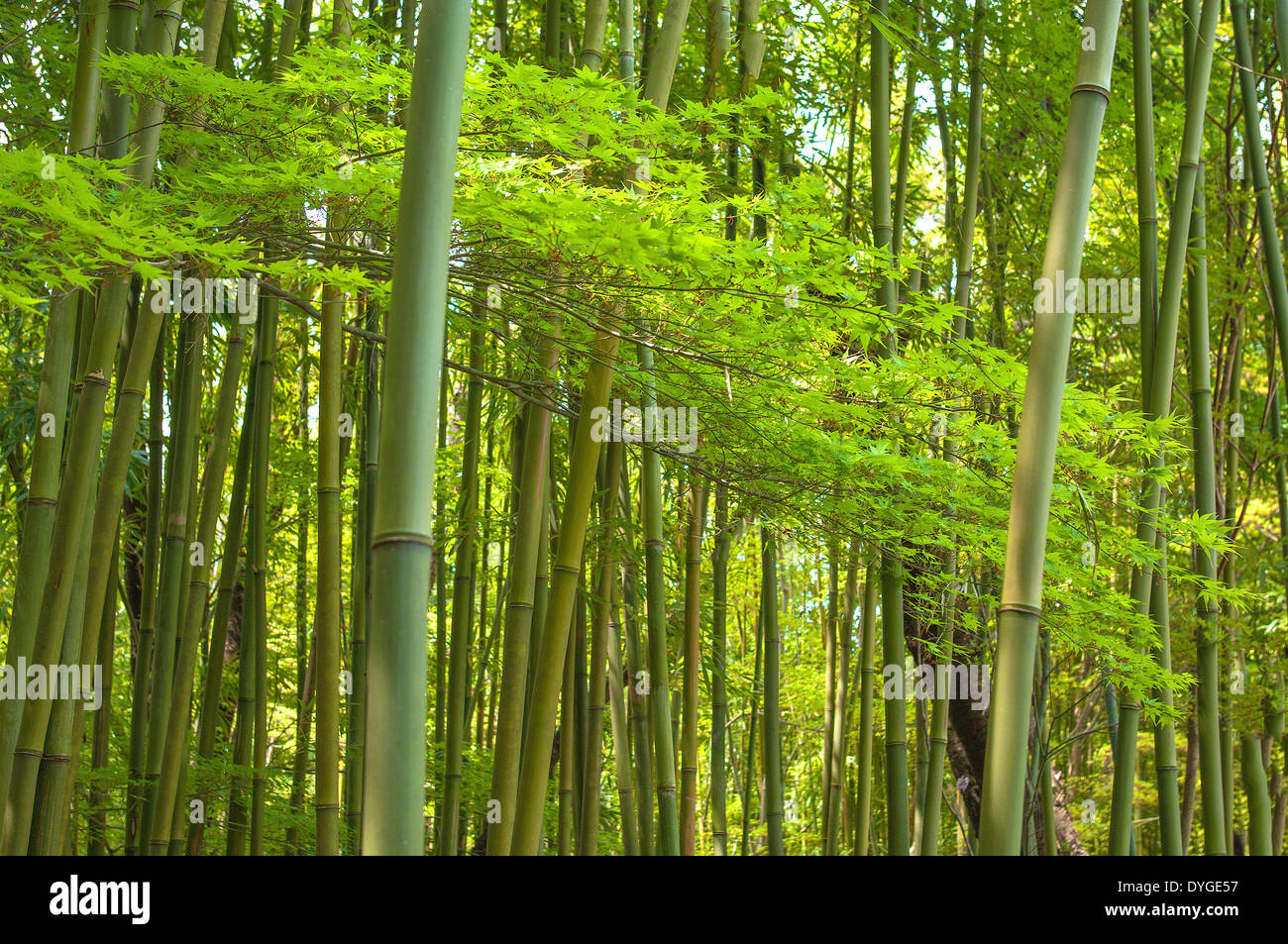 Nagoya forest hi-res stock photography and images - Alamy