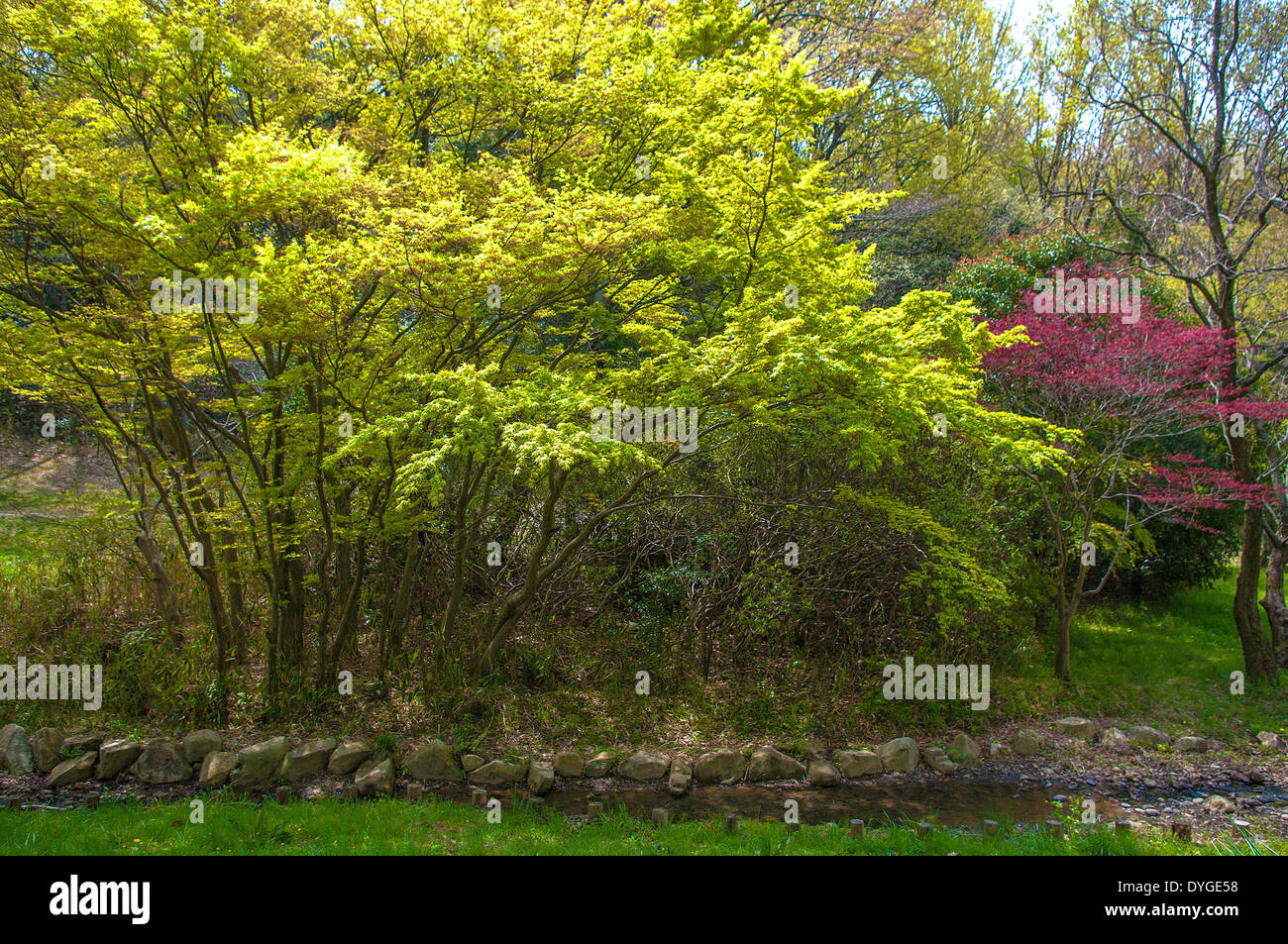 Forest in Nagoya, Aichi Prefecture, Japan Stock Photo - Alamy