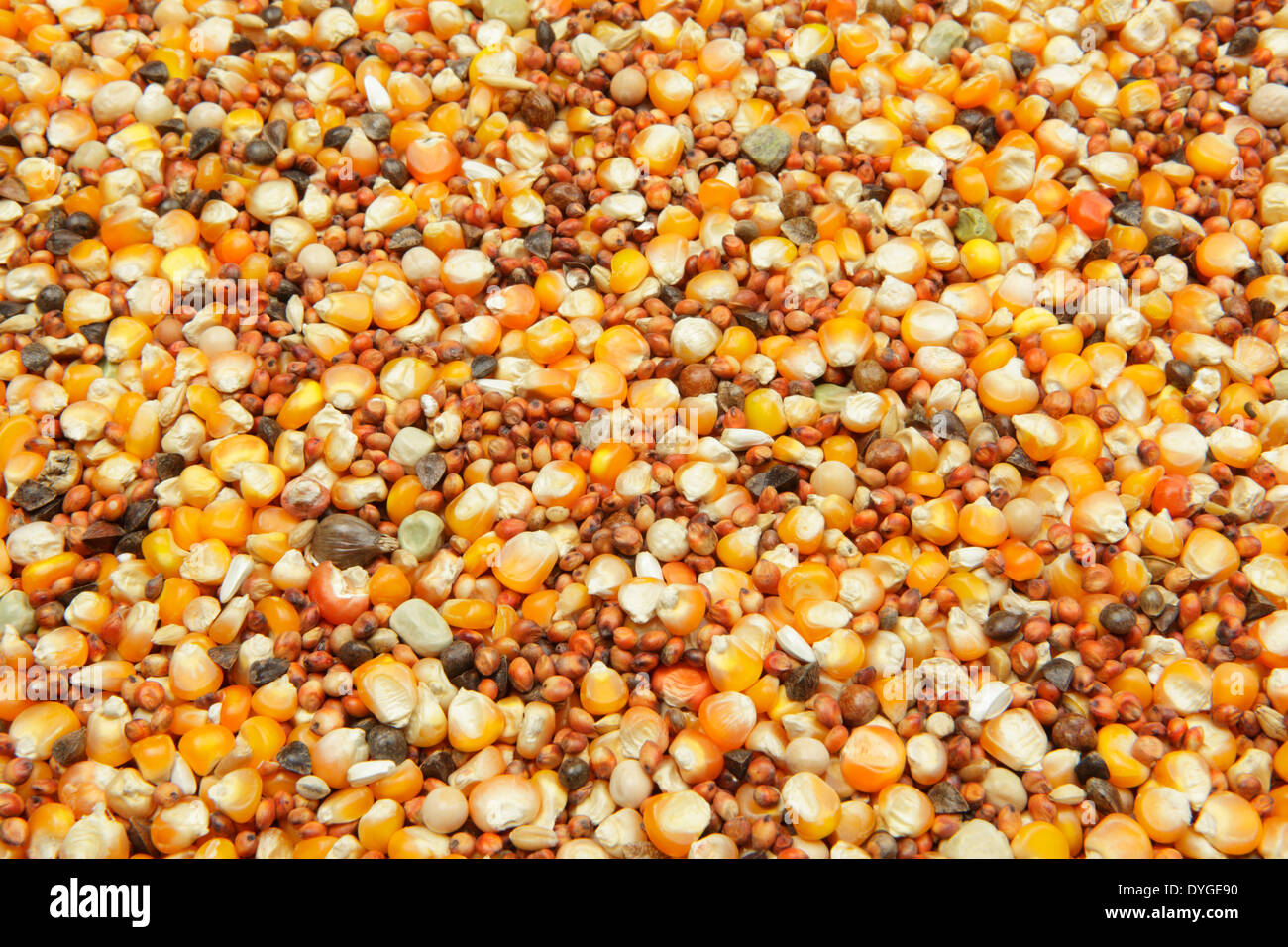 Milo Maize High Resolution Stock Photography and Images - Alamy