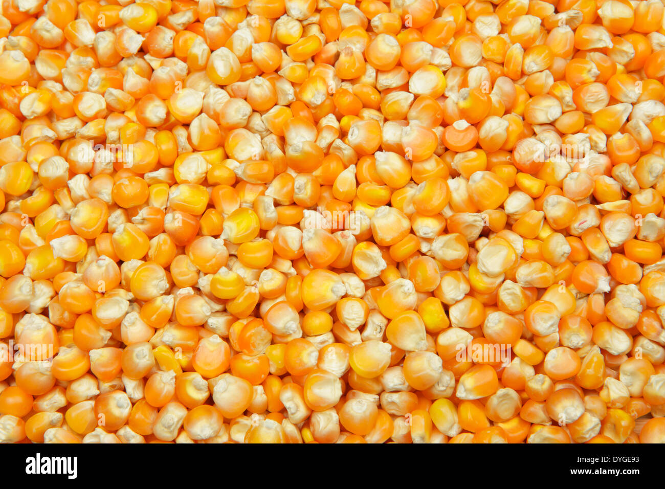 Corn feed hi-res stock photography and images - Alamy