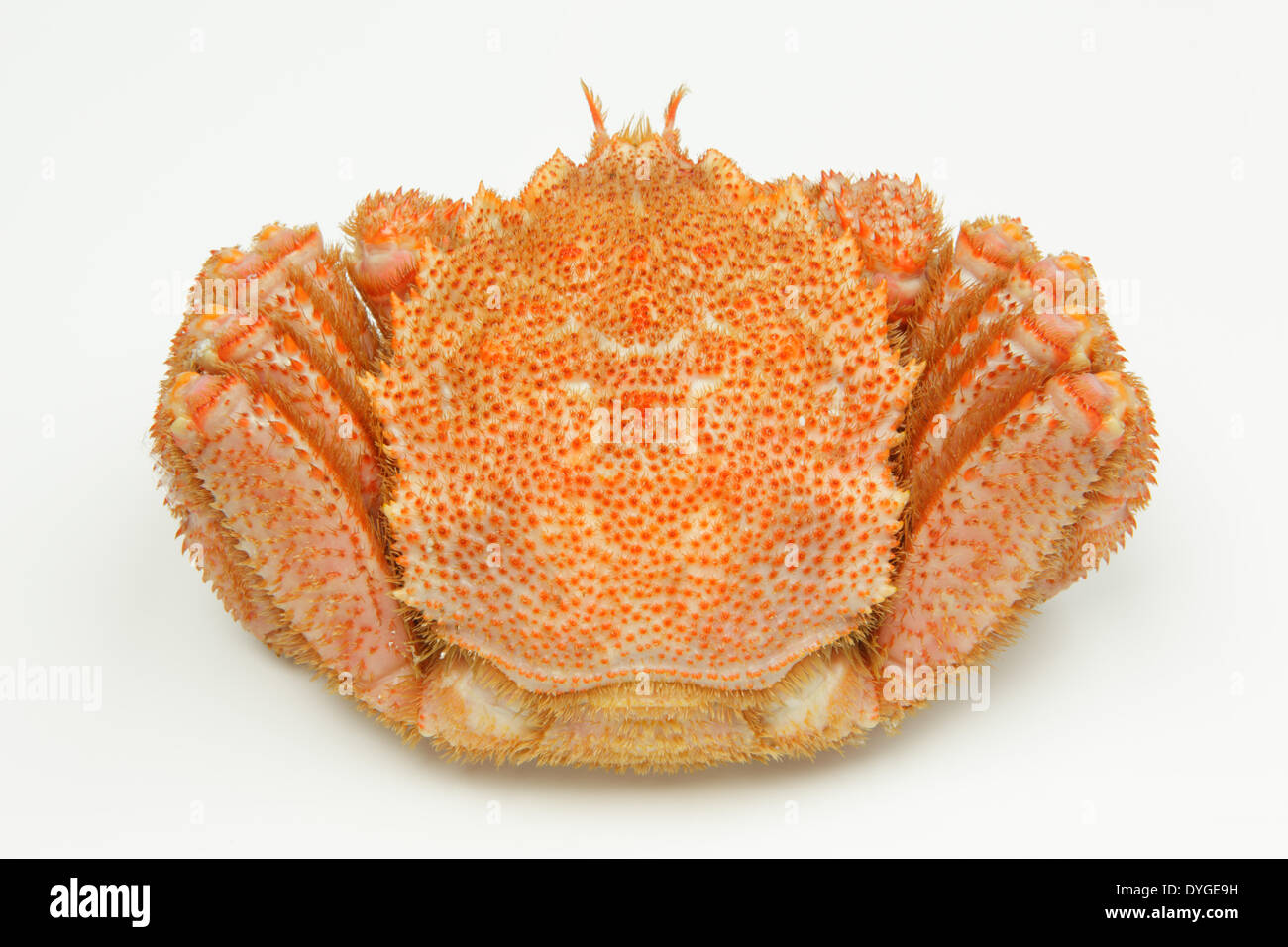 Horsehair crab hi-res stock photography and images - Alamy
