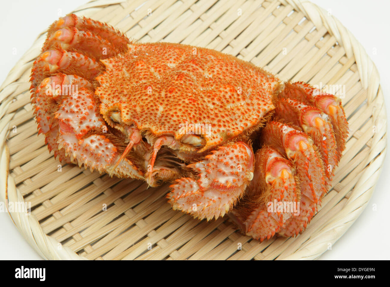 Horsehair crab hi-res stock photography and images - Alamy