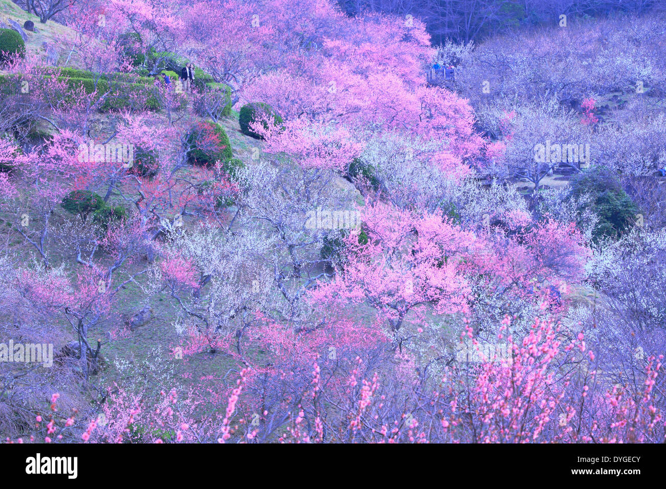 Plum slope hi-res stock photography and images - Alamy