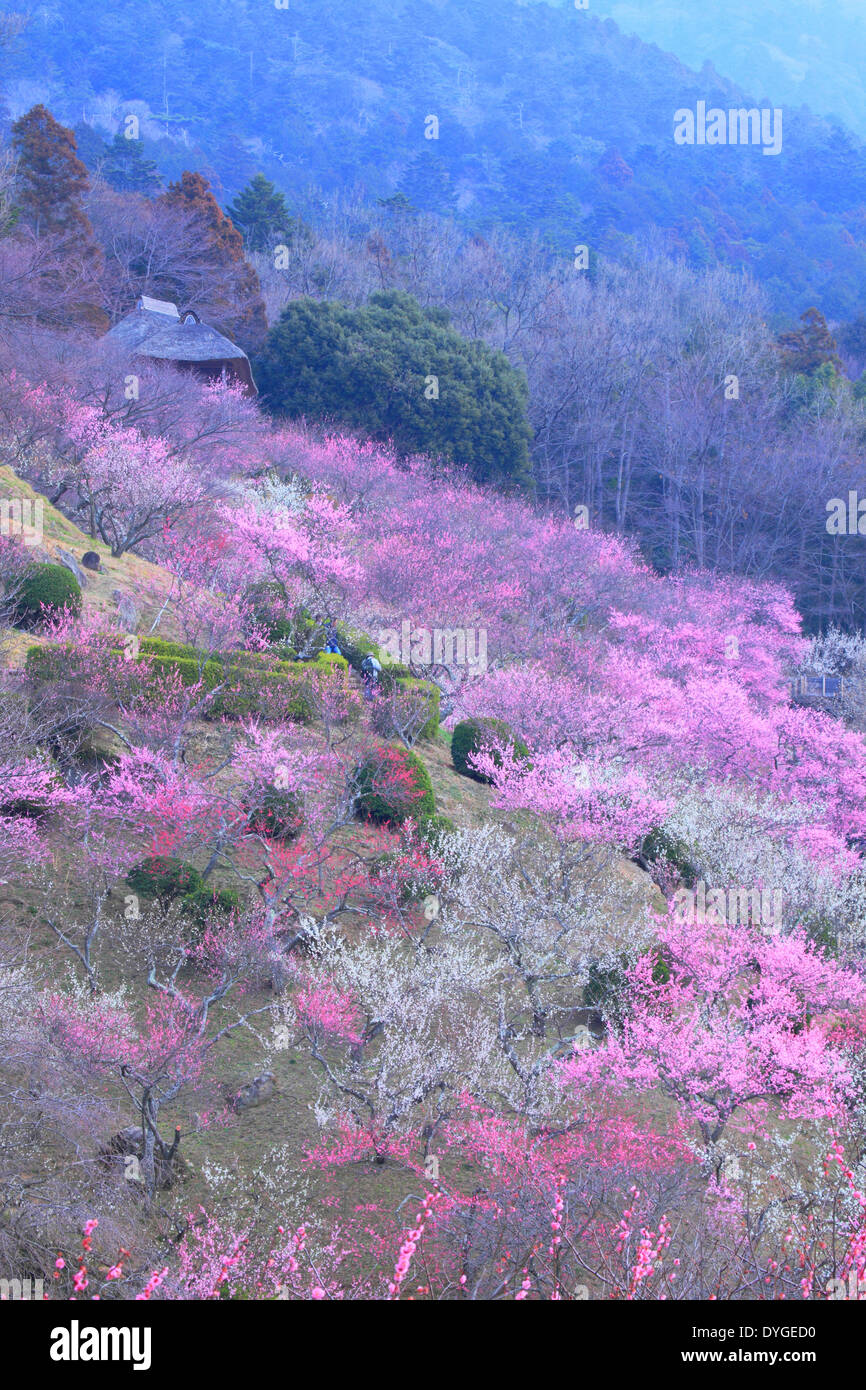 Plum slope hi-res stock photography and images - Alamy