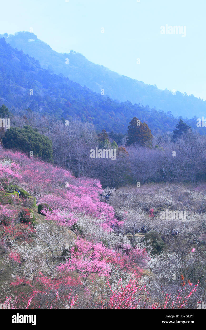 Plum slope hi-res stock photography and images - Alamy