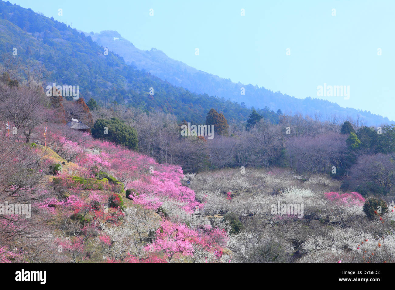 Plum slope hi-res stock photography and images - Alamy