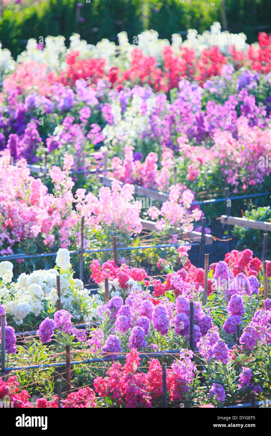 Full sun flower garden hi-res stock photography and images - Alamy