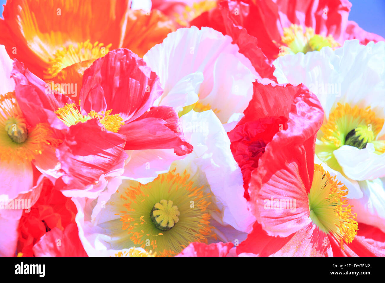 Crimson poppy hi-res stock photography and images - Alamy
