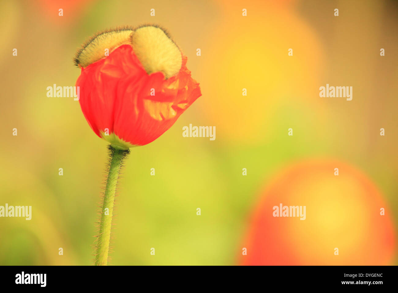 Poppy cool hi-res stock photography and images - Alamy