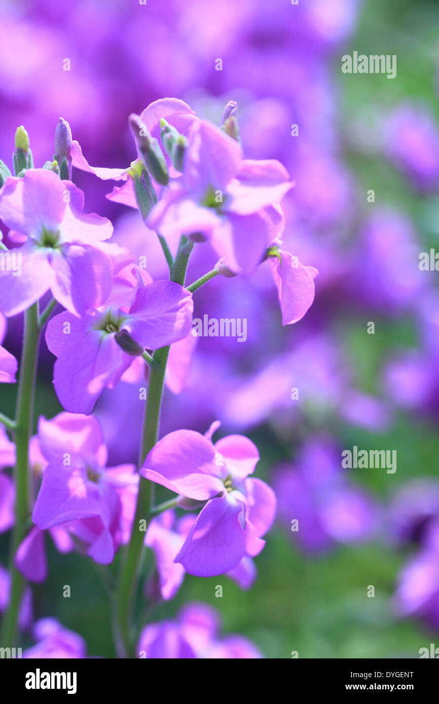Matthiola hi-res stock photography and images - Alamy