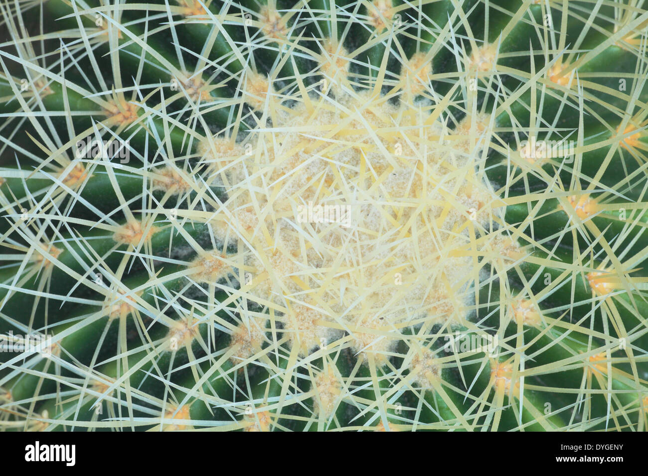 Sphere cactus hi-res stock photography and images - Alamy