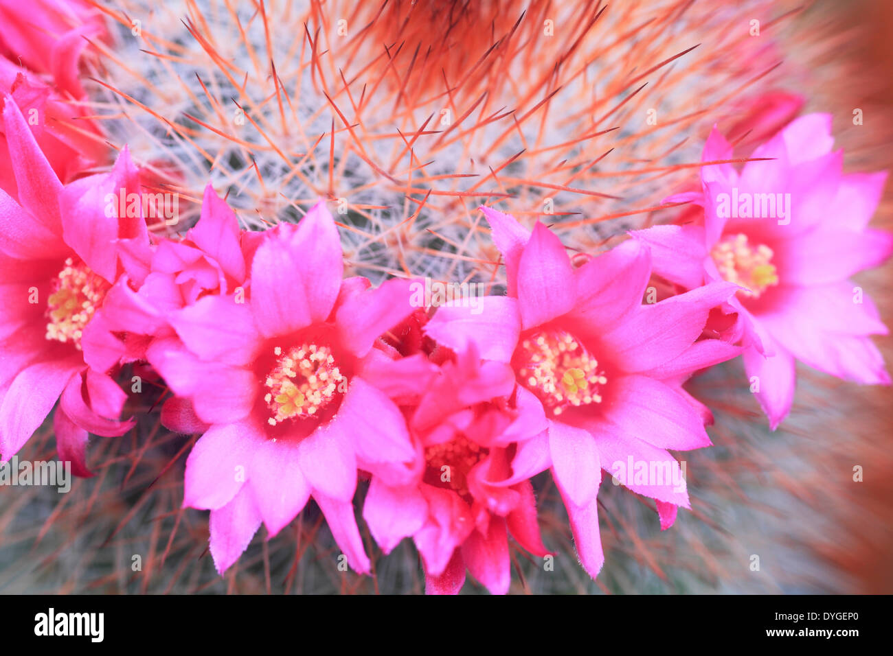 Radial petal pattern hi-res stock photography and images - Alamy
