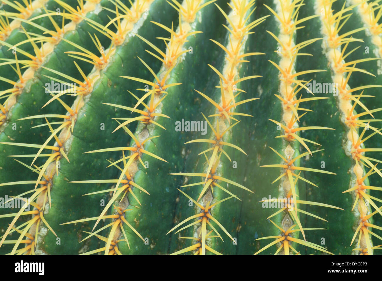 Sphere cactus hi-res stock photography and images - Alamy