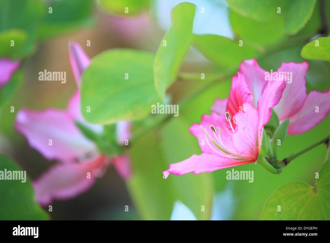 Brazilian Butterfly Tree Stock Photo - Alamy