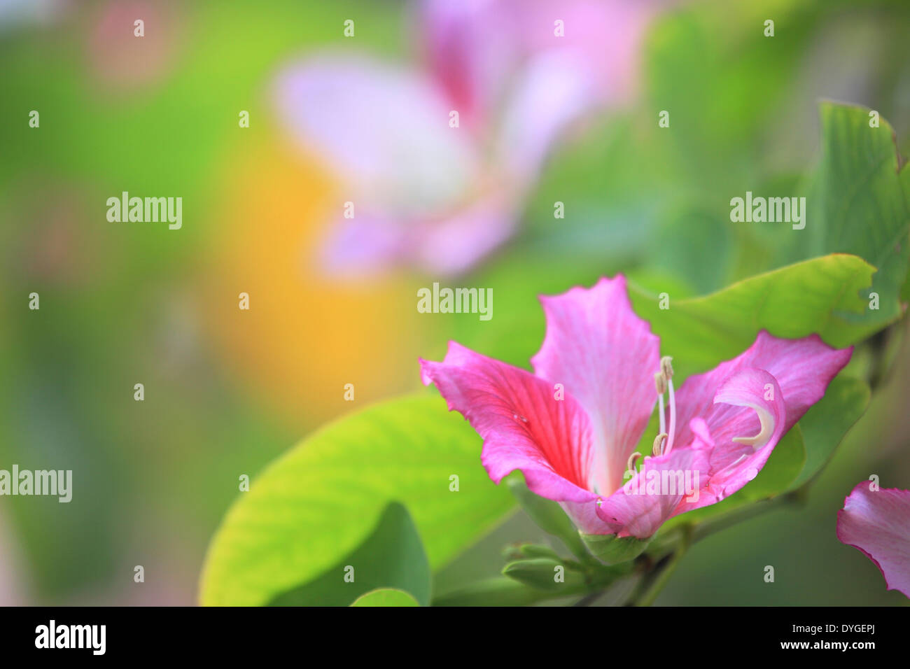 Brazilian Butterfly Tree Stock Photo - Alamy