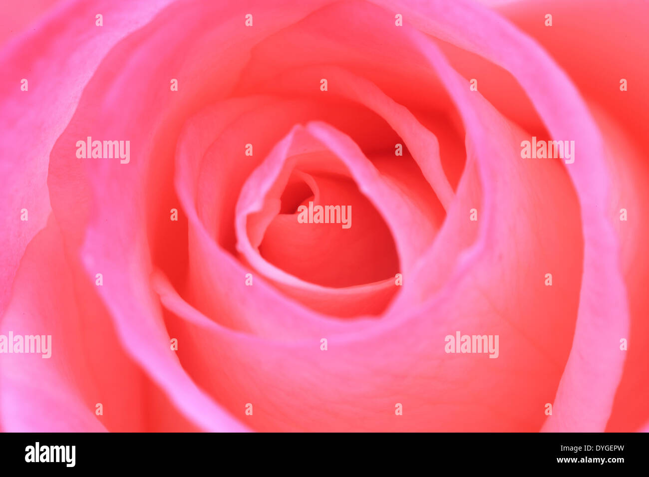 Circular rose Cut Out Stock Images & Pictures - Alamy