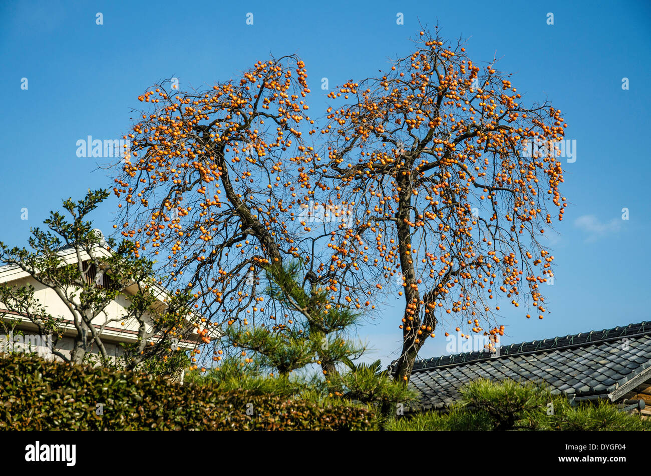 Persimmon tree japan hi-res stock photography and images - Alamy