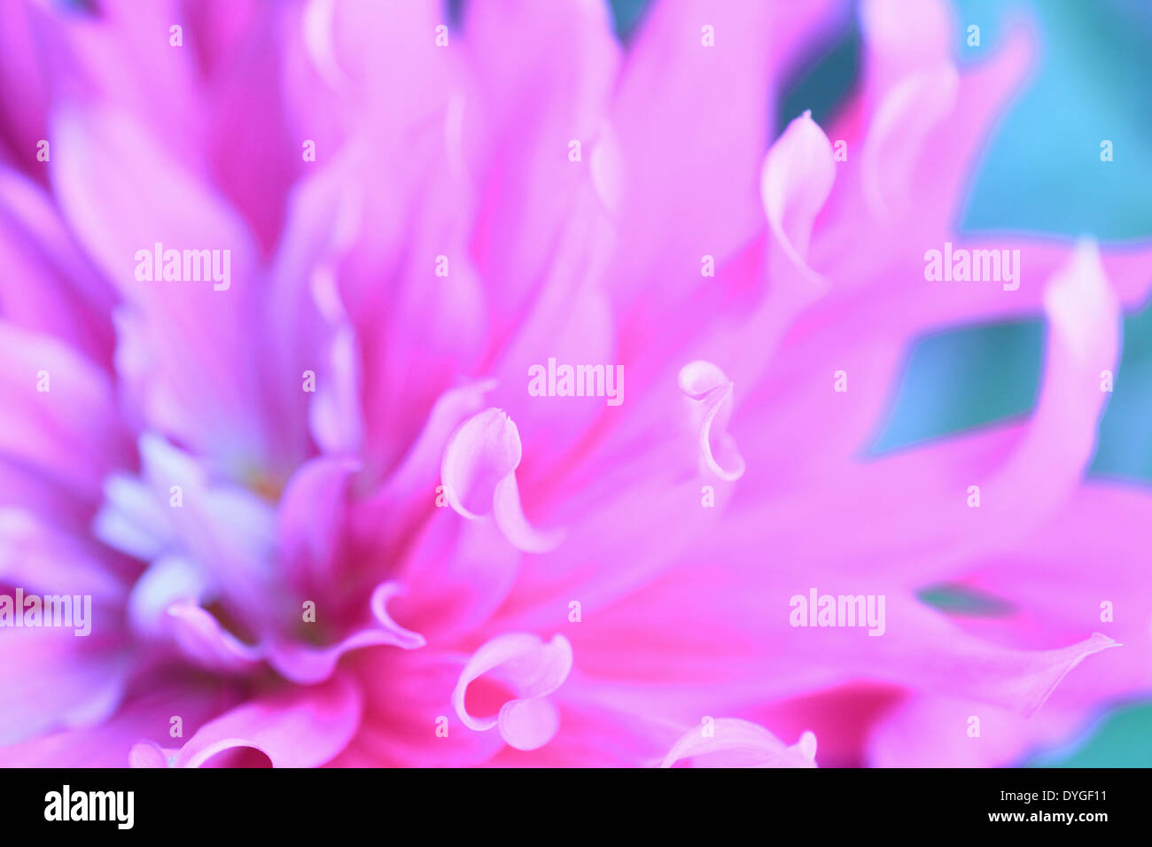 Cool pink dahlia hi-res stock photography and images - Alamy