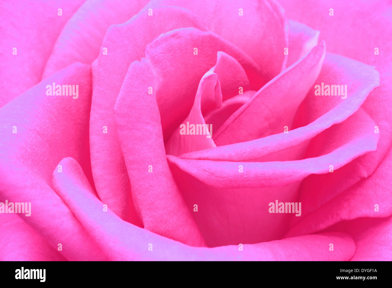 Middle part of flower Cut Out Stock Images & Pictures - Alamy