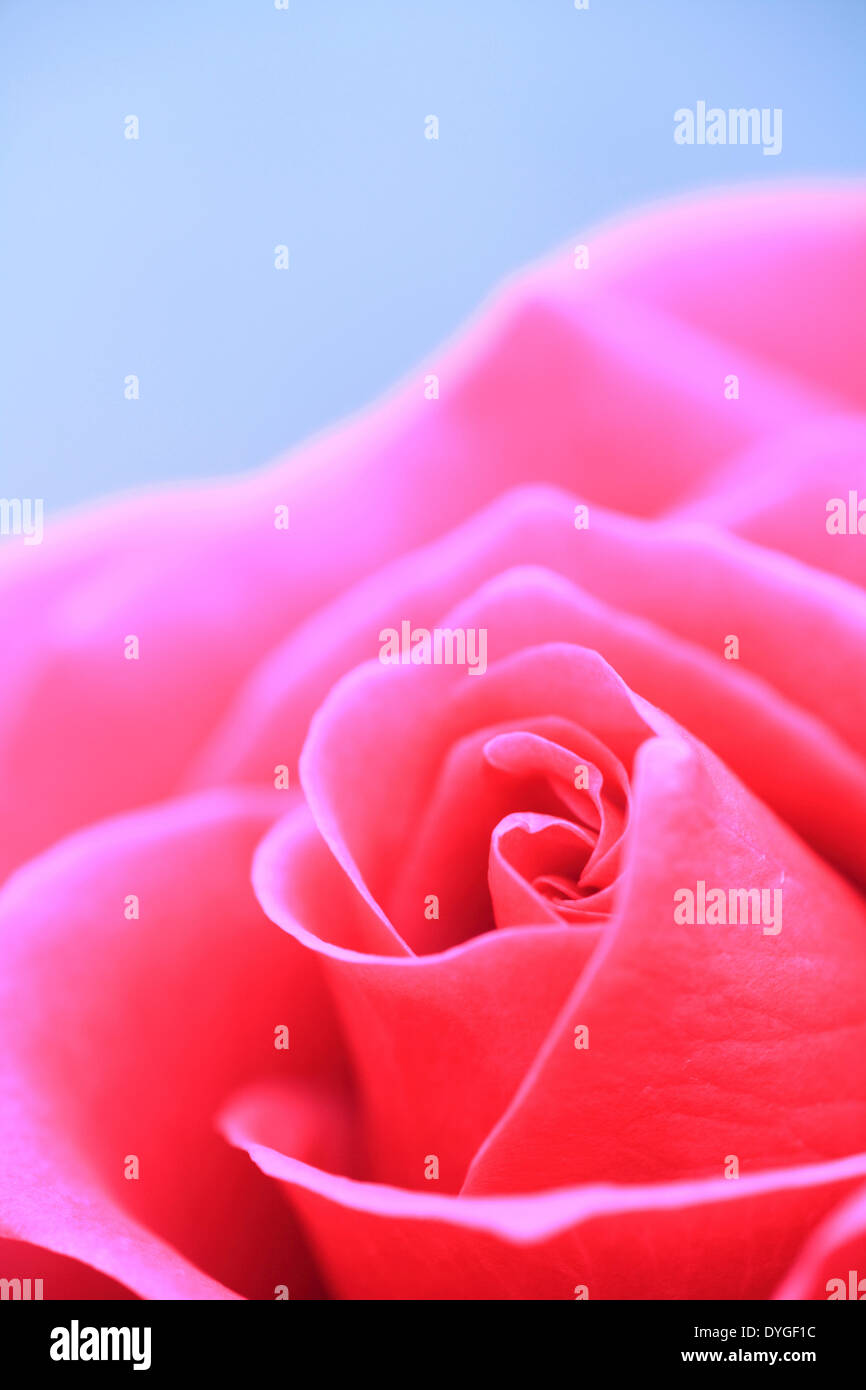 Impression rose hi-res stock photography and images - Alamy