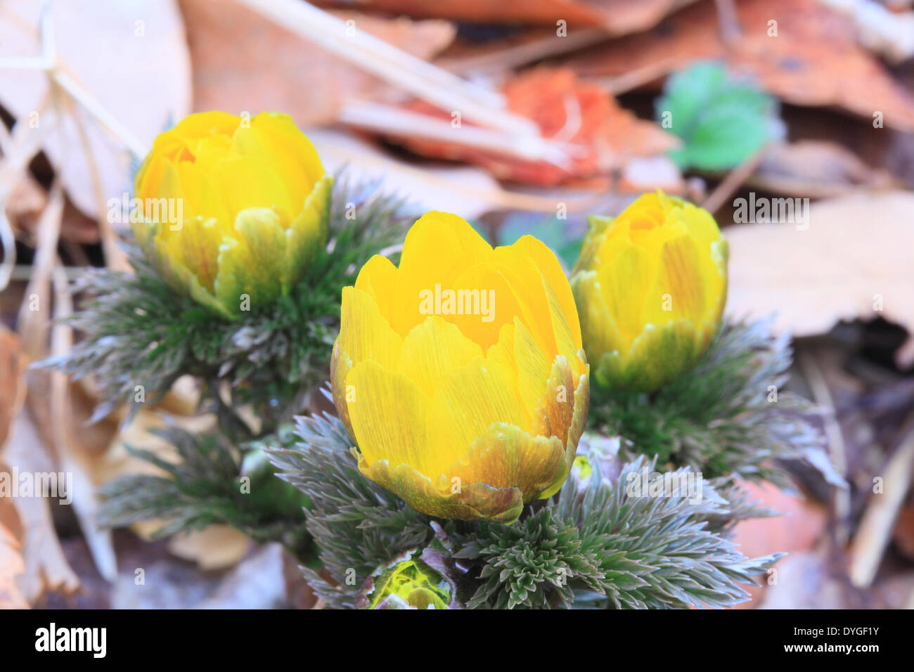 Adonis plants hi-res stock photography and images - Alamy