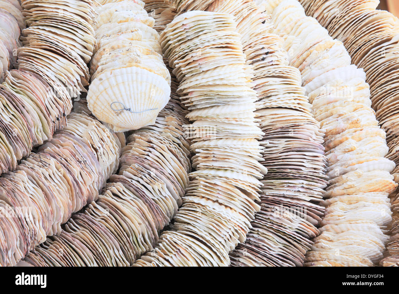 Scallop shells pattern hi-res stock photography and images - Alamy