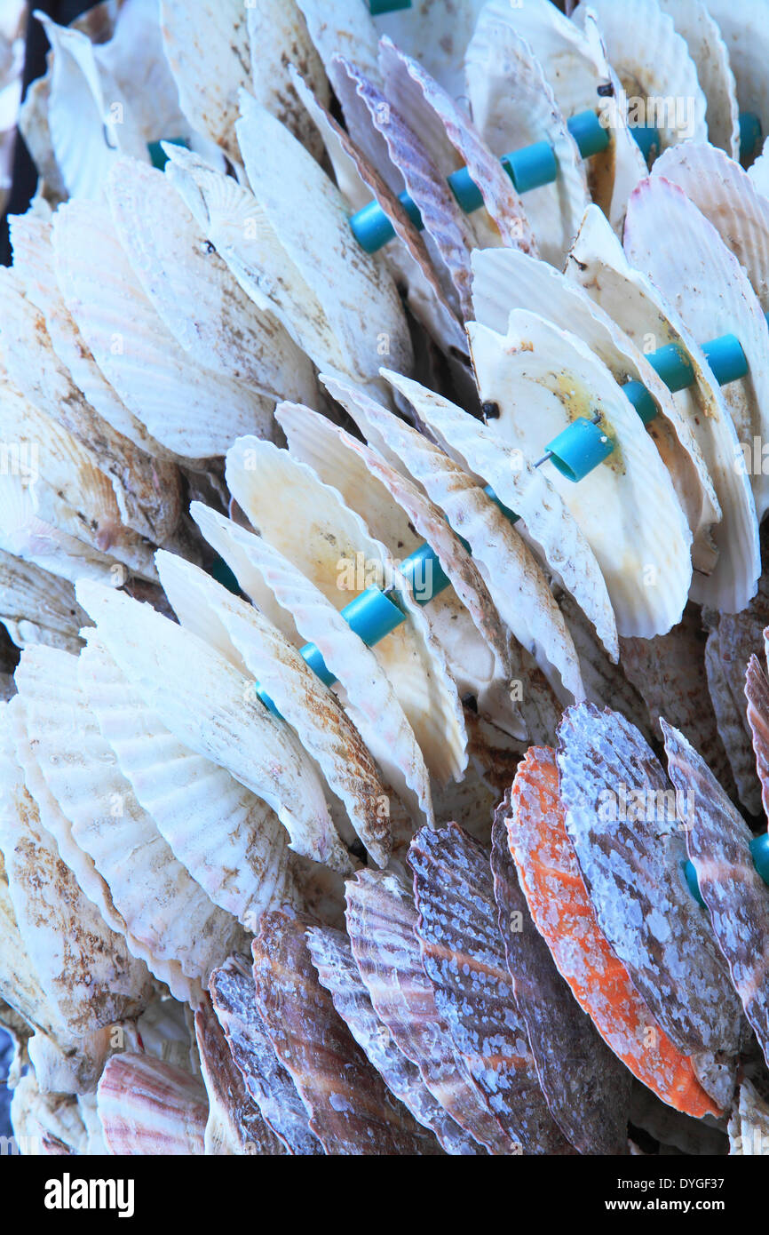 Scallop shells pattern hi-res stock photography and images - Alamy