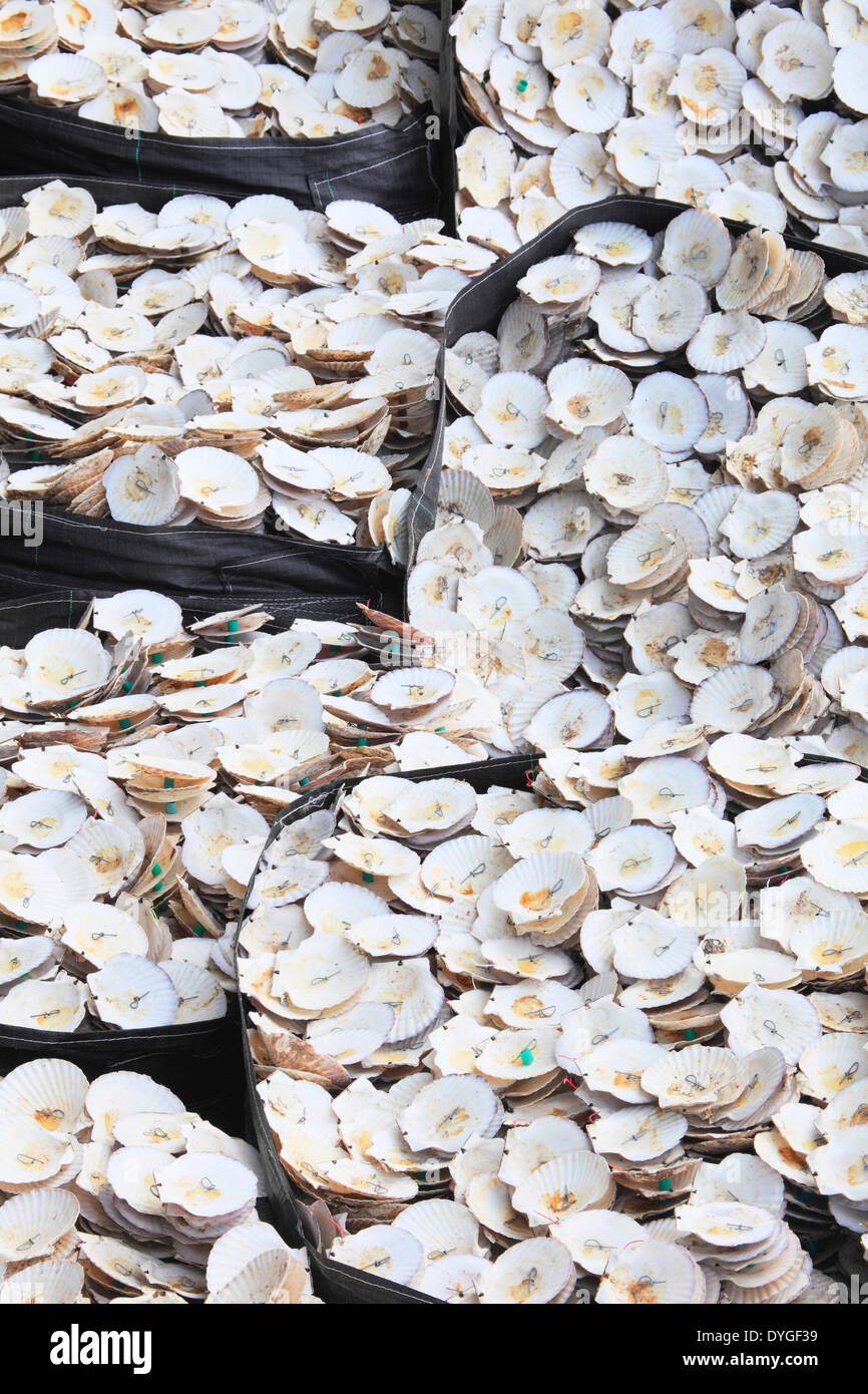 Scallop fishery hi-res stock photography and images - Alamy