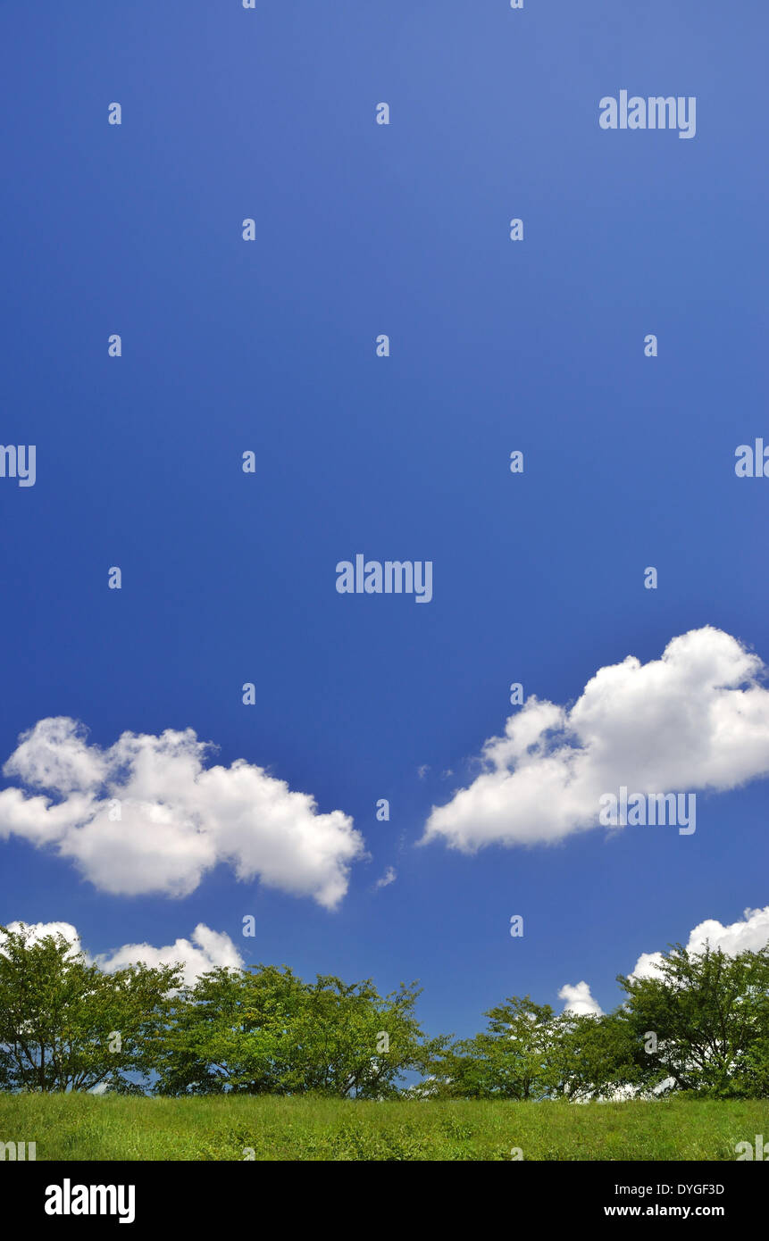 Trees and sky Stock Photo - Alamy