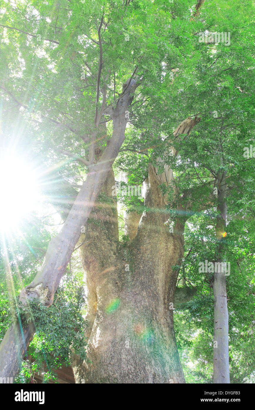 Big tree and foliage Stock Photo - Alamy
