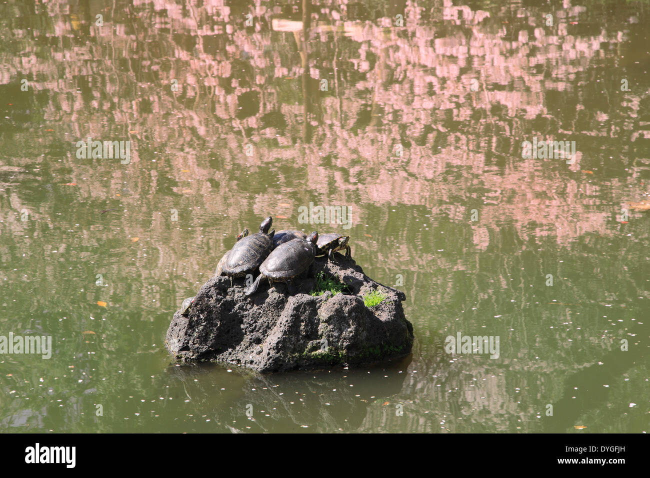 Turtles on a rock Stock Photo - Alamy
